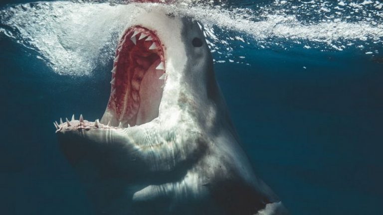 Ovako izgleda, kada vas proguta ajkula... - VIDEO | Borba Info